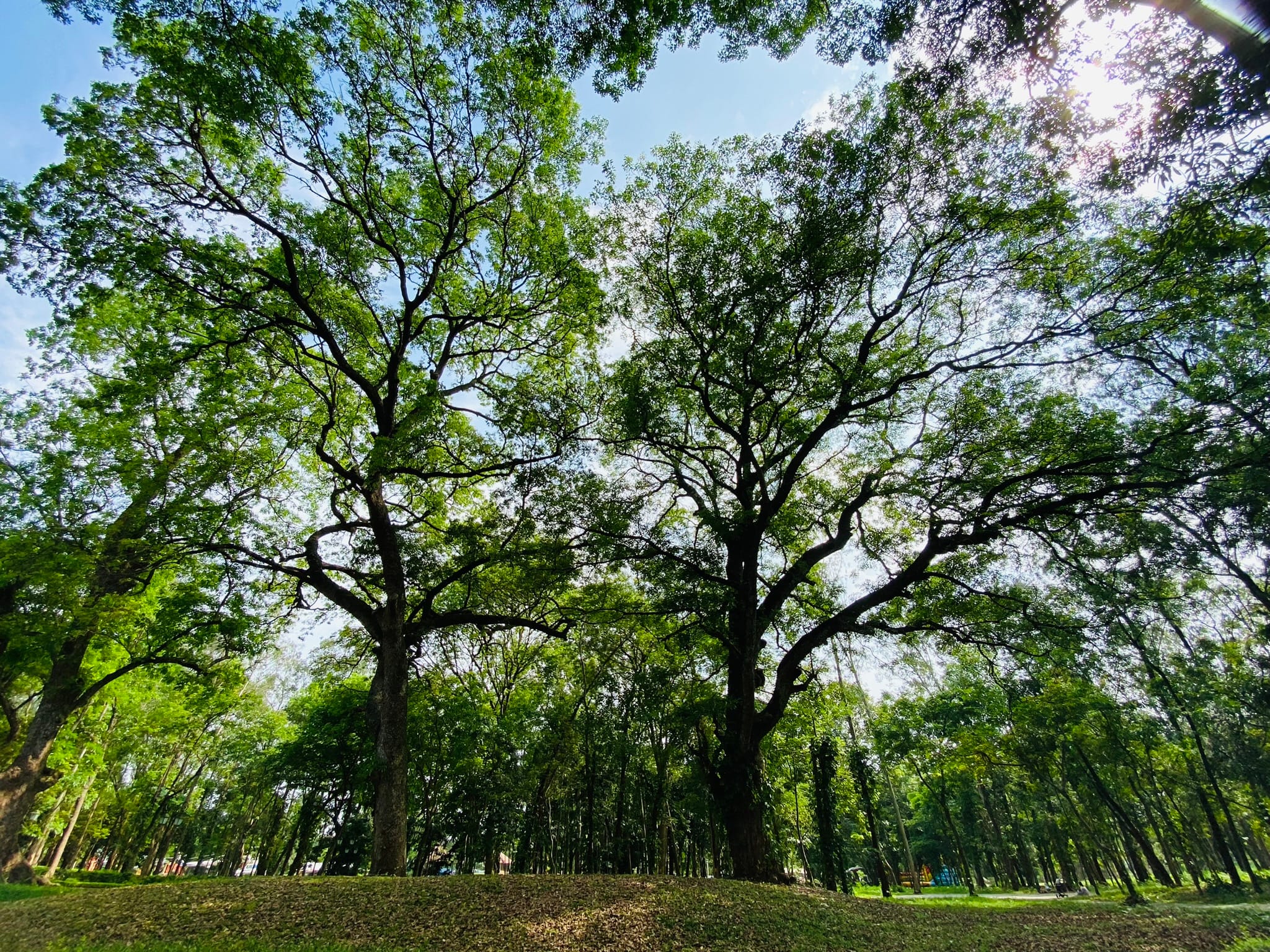 10+ Best Green Spaces, Gardens & Parks in Hanoi Worth Visiting ...